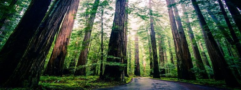 The Practice of Pantheist Mindfulness | Pantheism.com